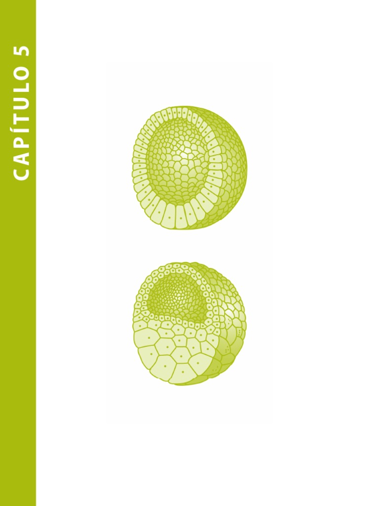 Capítulo 5 - Clivagem | PDF | Ovo | Mitose