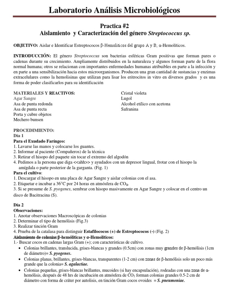 Práctica 2 Streptococccus y Enterococcus AB | PDF | Estreptococo | Microbiología