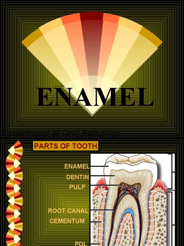 Ameloblast Cycle | Download Free PDF | Tooth Enamel | Tooth