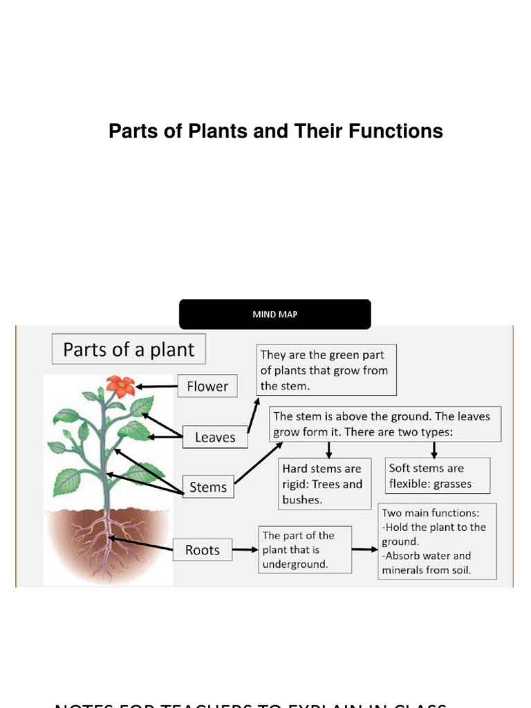 Plants, Parts of Plants and Their Function | PDF | Flowers | Seed