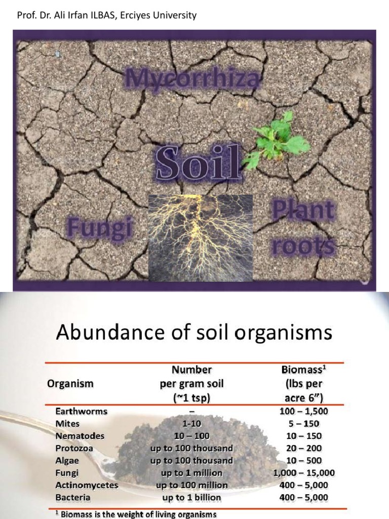 MYCORRHIZA Prep by Ali Irfan ILBAS | PDF