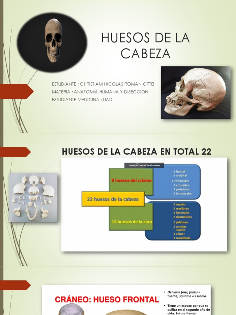 Huesos de La Cabeza Alumno Christiam Nicolas Roman Ortiz | PDF