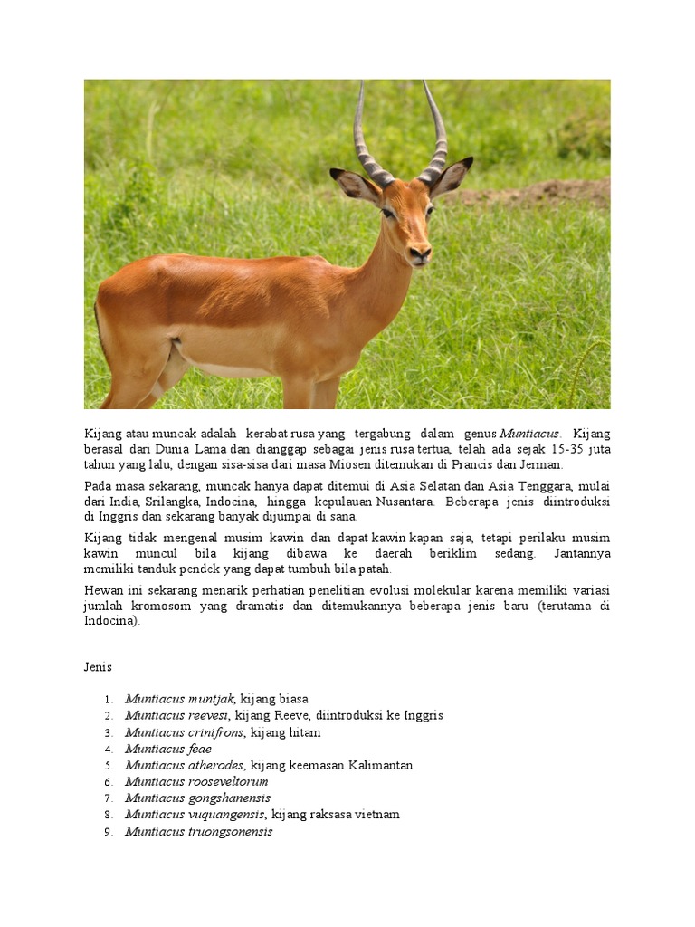 Hewan Kijang | PDF | Griya & Taman