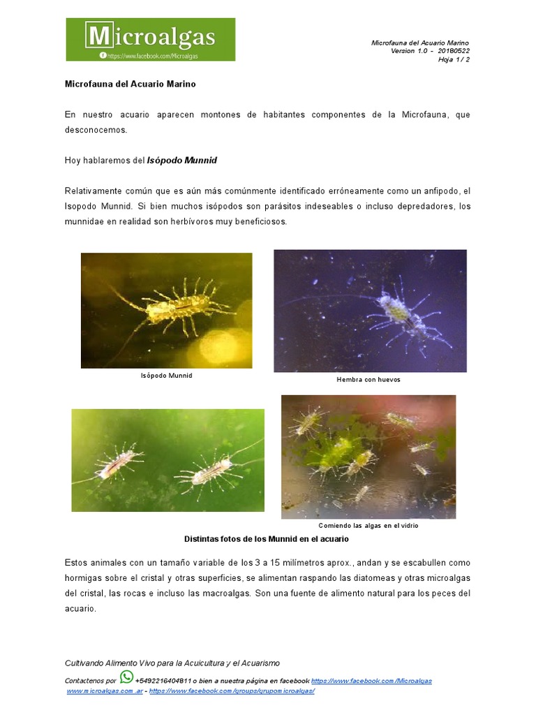 Microfauna Del Acuario Marino - Isopodo Munnid | PDF | Acuario ...