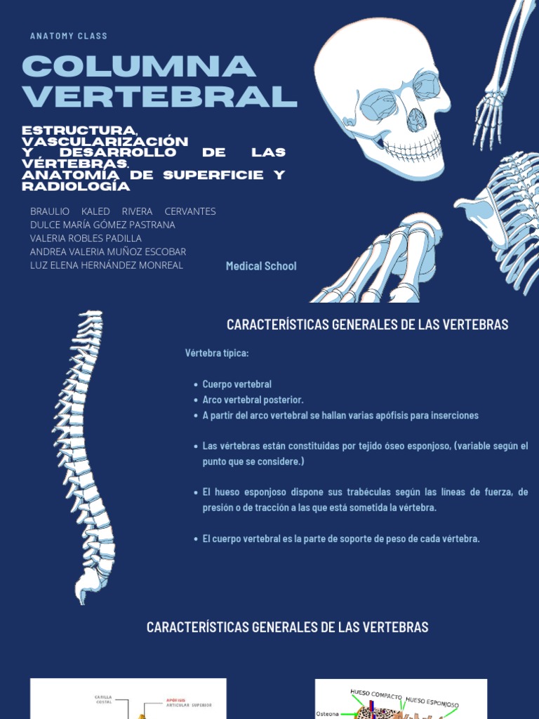 Anatomía y Vascularización Vertebral | PDF | Vértebra | La columna ...