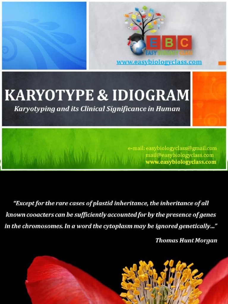 Karyotype and Idiogram PPT by Easybiologyclass | PDF
