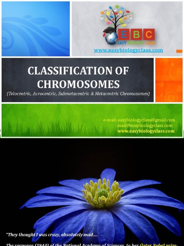 Classification of Chromosomes Based on Centromere Position and Arm ...