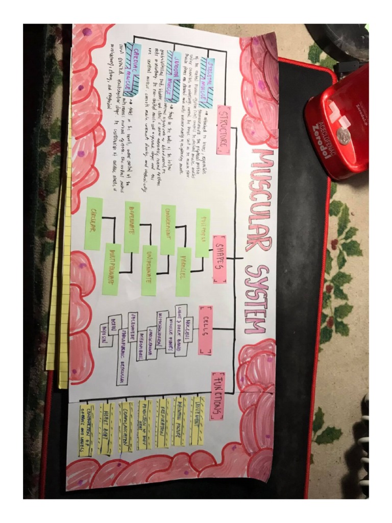 Concept Map Muscle Tissue | PDF