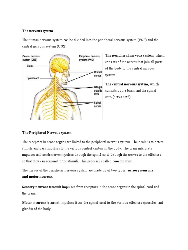 The Nervous System - Biology Grade 11 | PDF