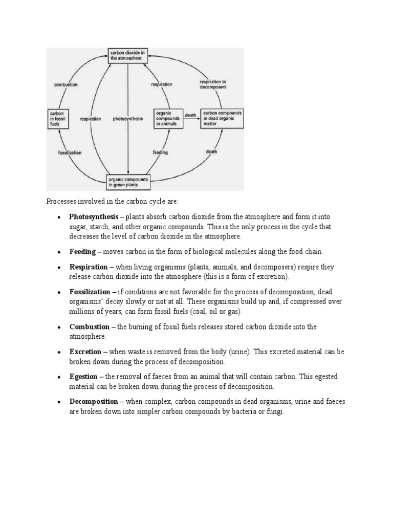 Grade 11 HSB Carbon Cycle | PDF