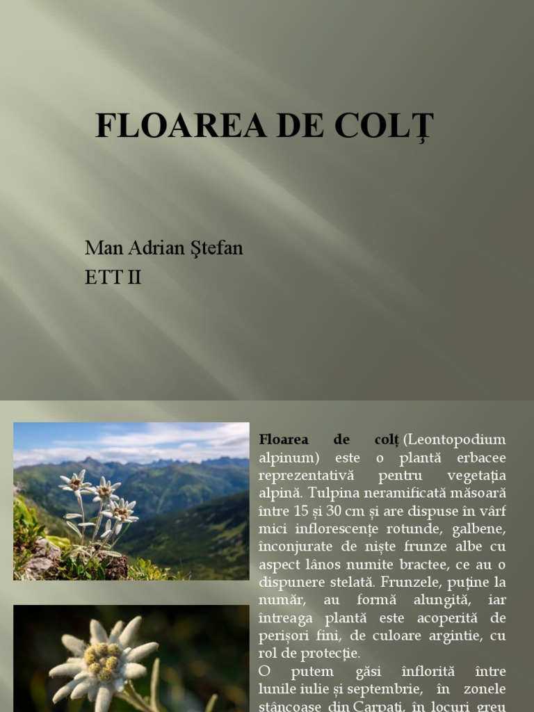 Man Adrian Stefan - Floarea de Colţ | PDF