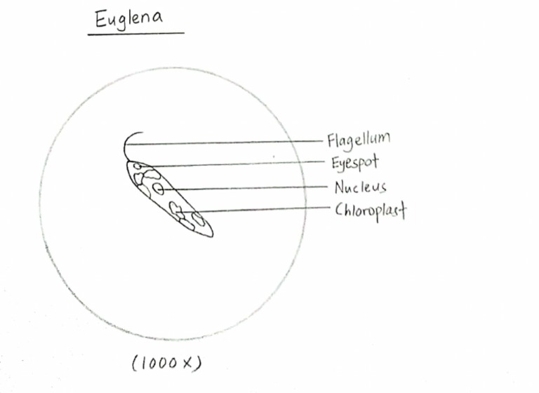 Euglena | PDF