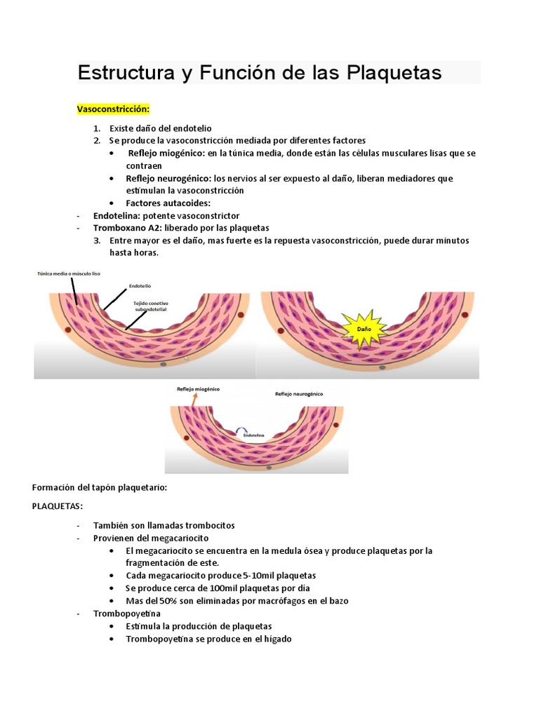 Estructura y Función de Las Plaquetas RESUMEN | PDF | Plaqueta | Bioquímica