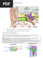 Anatomia de La Audicion | PDF | Hueso | Membrana mucosa