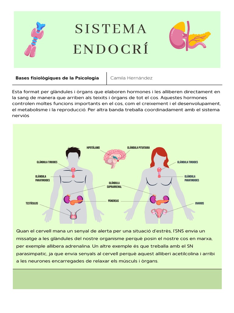 Sistema Endocrí-Català | PDF