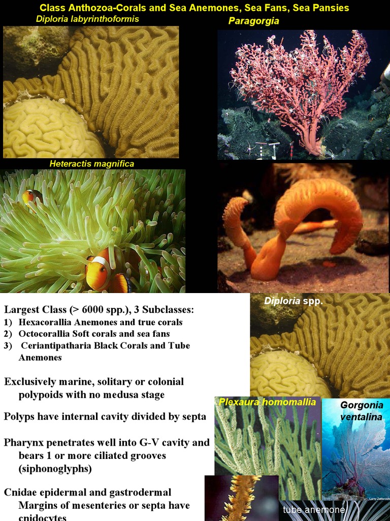 Class Anthozoa Lecture | Coral | Animal Taxonomy