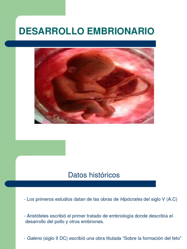 Desarrollo Emb | PDF | Embrión | Ultrasonido médico