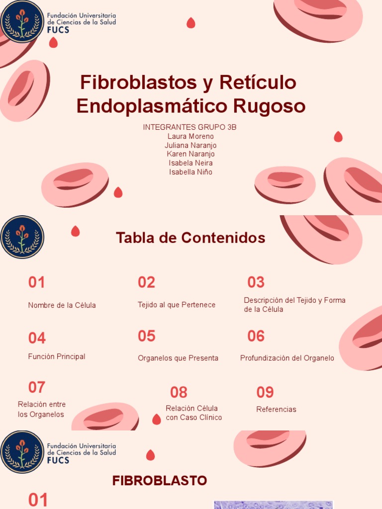 Fibroblastos | PDF | Tejido conectivo | Citoplasma