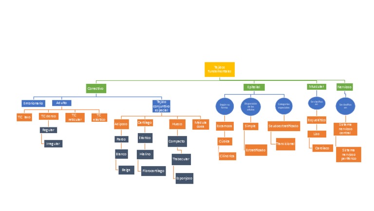 Tejidos Fundamentales Mapa Conceptual | PDF | Hueso | Tejido conectivo