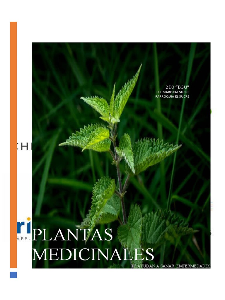 Plantas Medicinales | PDF | Plantas medicinales | Botánica