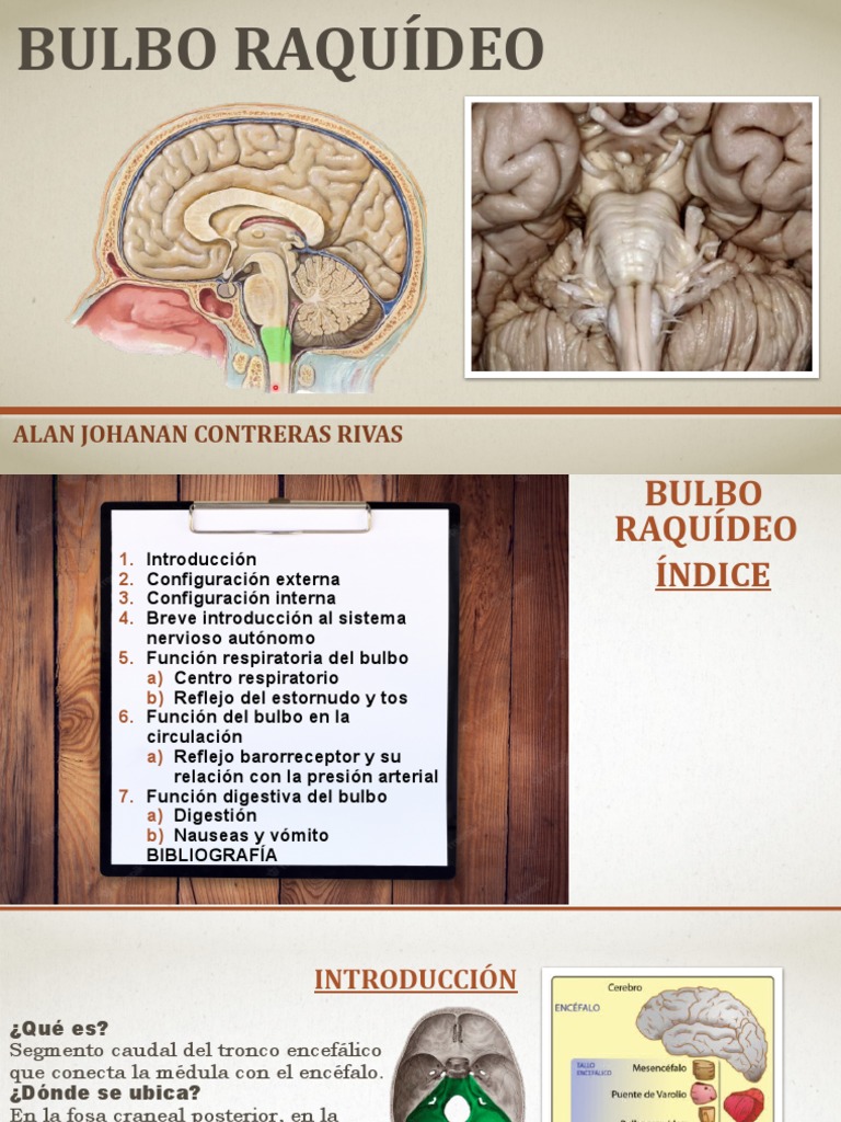Bulbo Raquídeo | PDF | Fisiología | Órgano (anatomía)