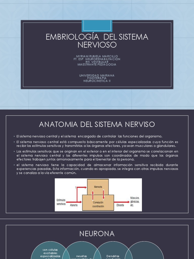 Embriología Del Sistema Nervioso | PDF | Médula espinal | Cerebelo
