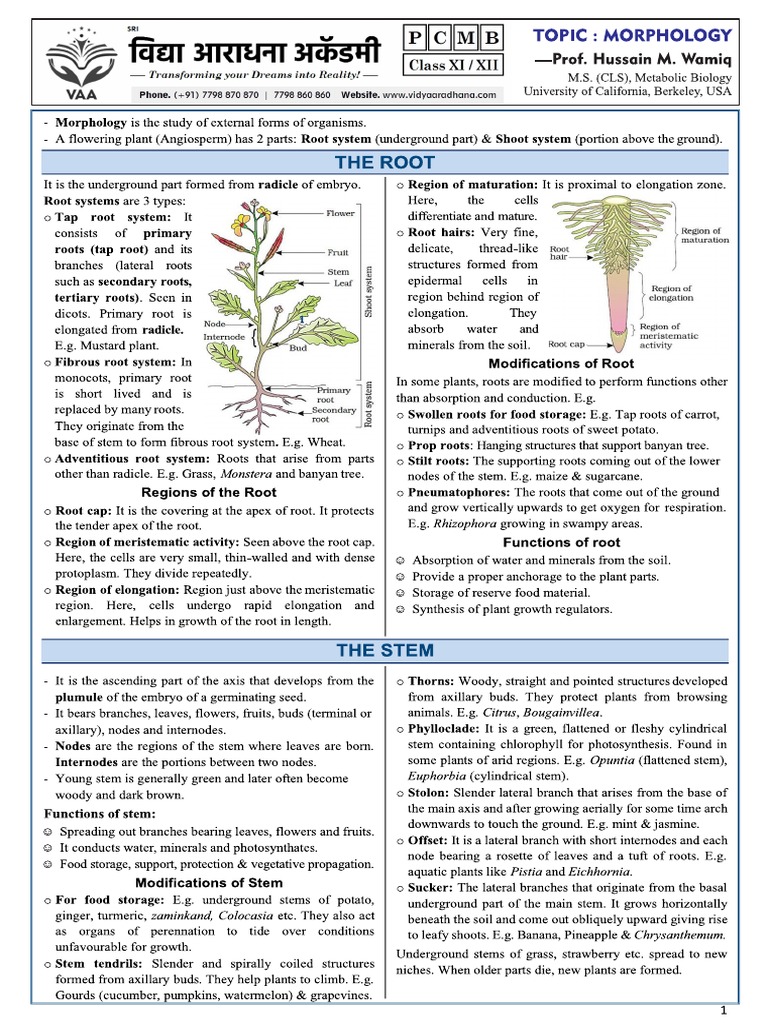 Morphology of Flowering Plants Notes | PDF