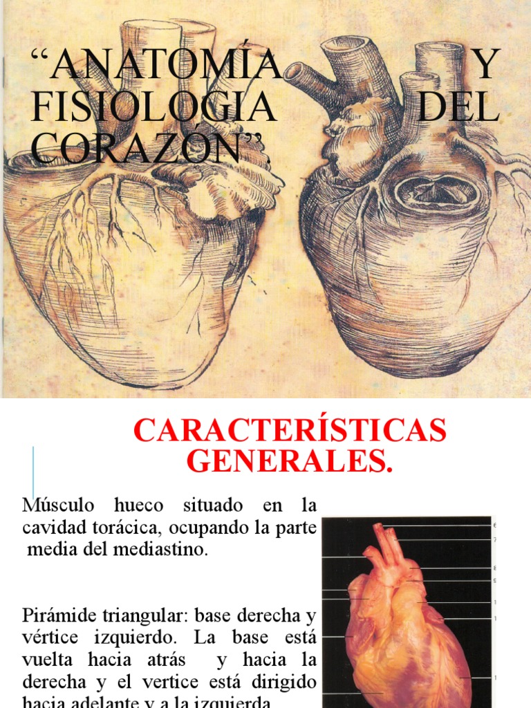 Anatomía y Funciones del Corazón | PDF | Angiología | Anatomía humana