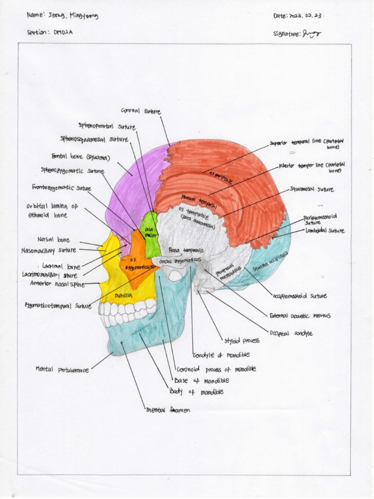 GEN ANA 2 LAB - Norma Lateralis, Maxillary, Zygomatic and Mandibular ...