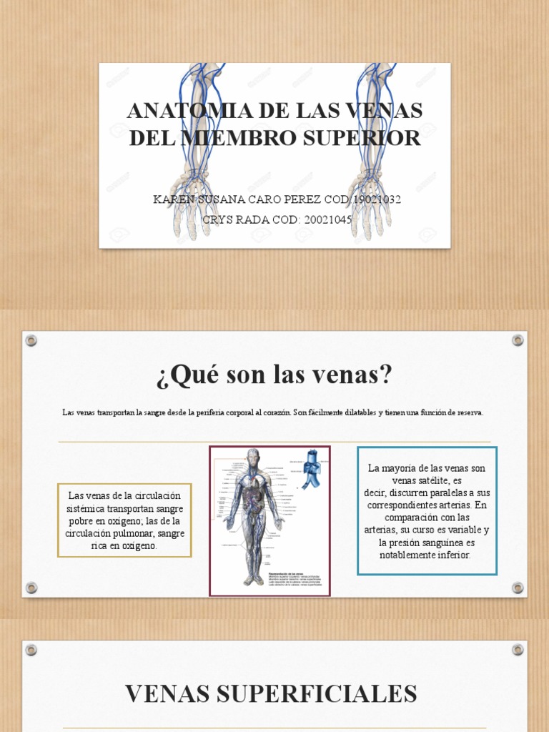 Anatomía de las Venas del Miembro Superior | PDF | Vena | Codo