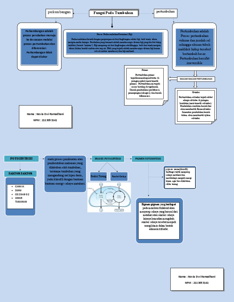 Mind Mapping Proses Fotosintesis Tumbuhan | PDF