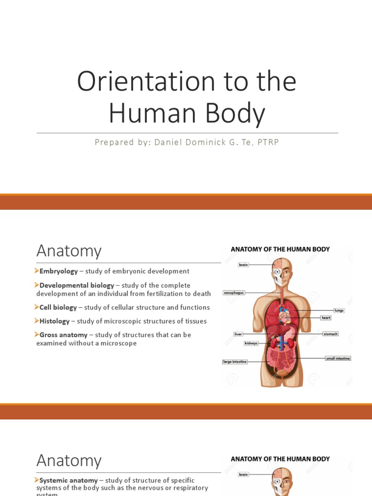 Orientation To The Human Body Slides | PDF | Human Body | Anatomy
