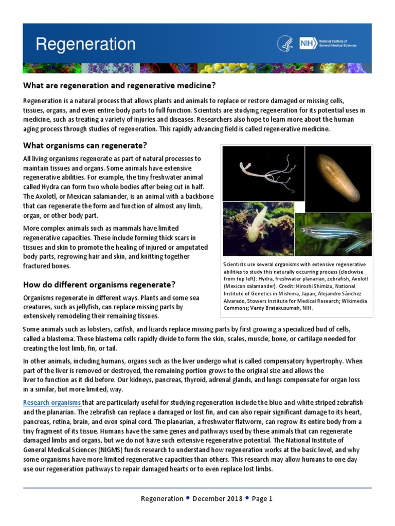 Fact Sheet Regeneration | Download Free PDF | Regeneration (Biology ...
