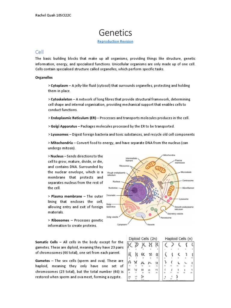 Genetics Revision Yr10 | PDF | Dominance (Genetics) | Meiosis