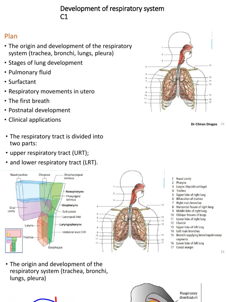 Curs C1 Sem 2 Year 1 ENG - Development Respiratory System | Download Free PDF | Lung ...