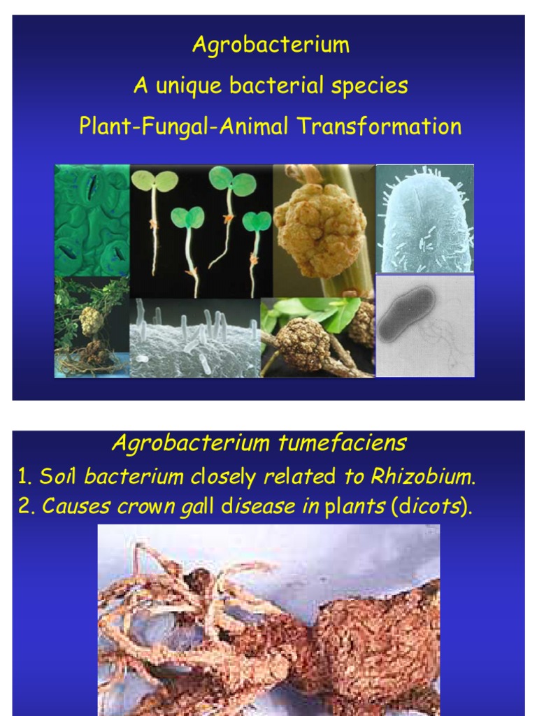 Agrobacterium | PDF | Life Sciences | Biology