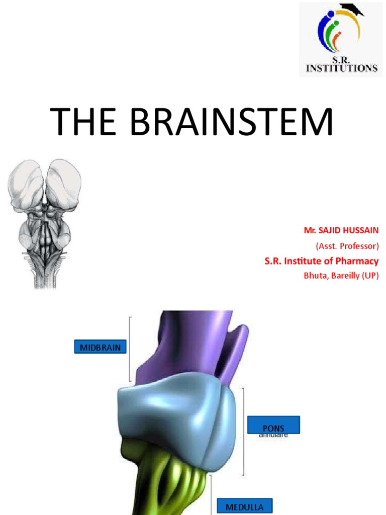 Brain Stem | Download Free PDF | Brainstem | Neuroscience