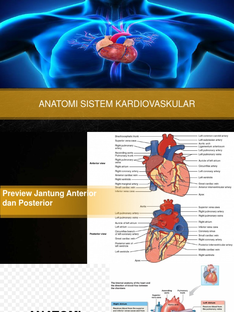 Anatomi Dan Fisiologi Sistem Kardiovaskular | PDF | Communication Design