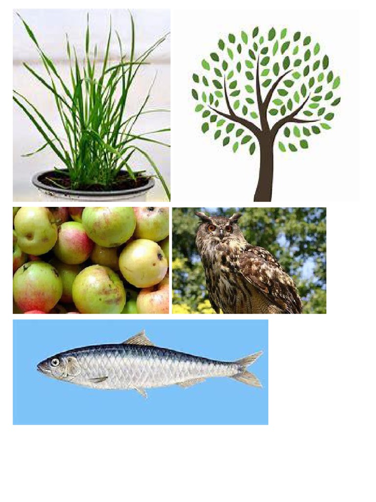 Prezentacija Hranidbeni Lanac Pdf