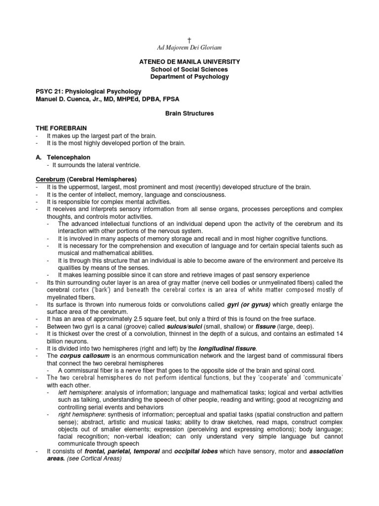 PSYC 21 2022 Brain Structures - Short Edited - Forebrain | PDF ...