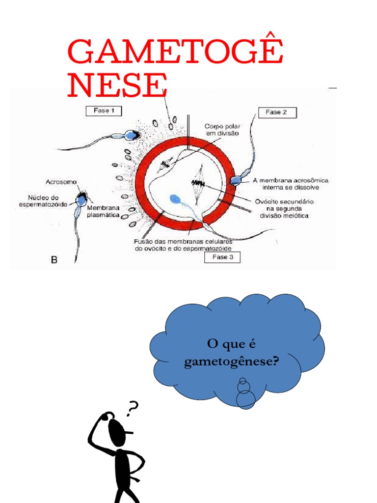 Gametogenese | PDF | Meiose | Sistema reprodutivo