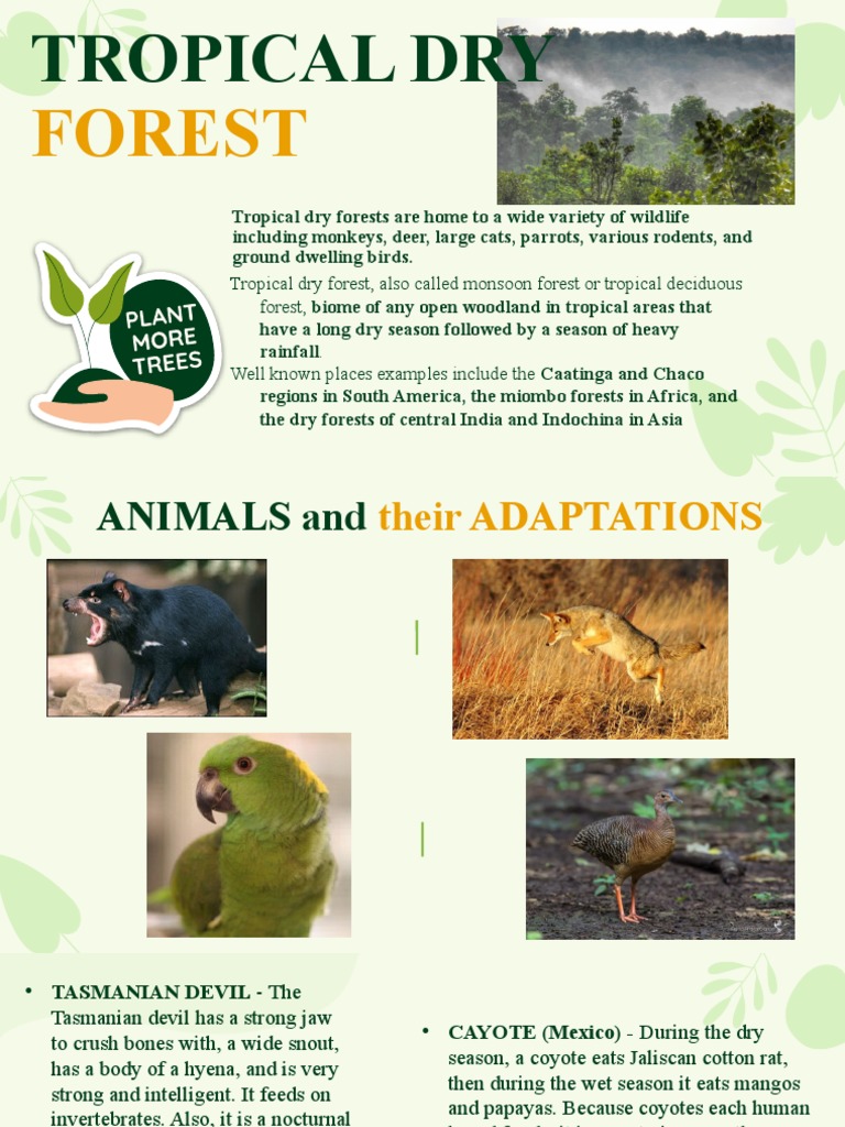 Ecology Dry Forest | PDF | Trees | Forests