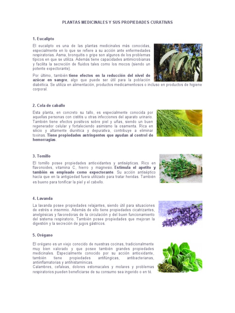 Plantas Medicinales y Sus Propiedades Curativas | PDF