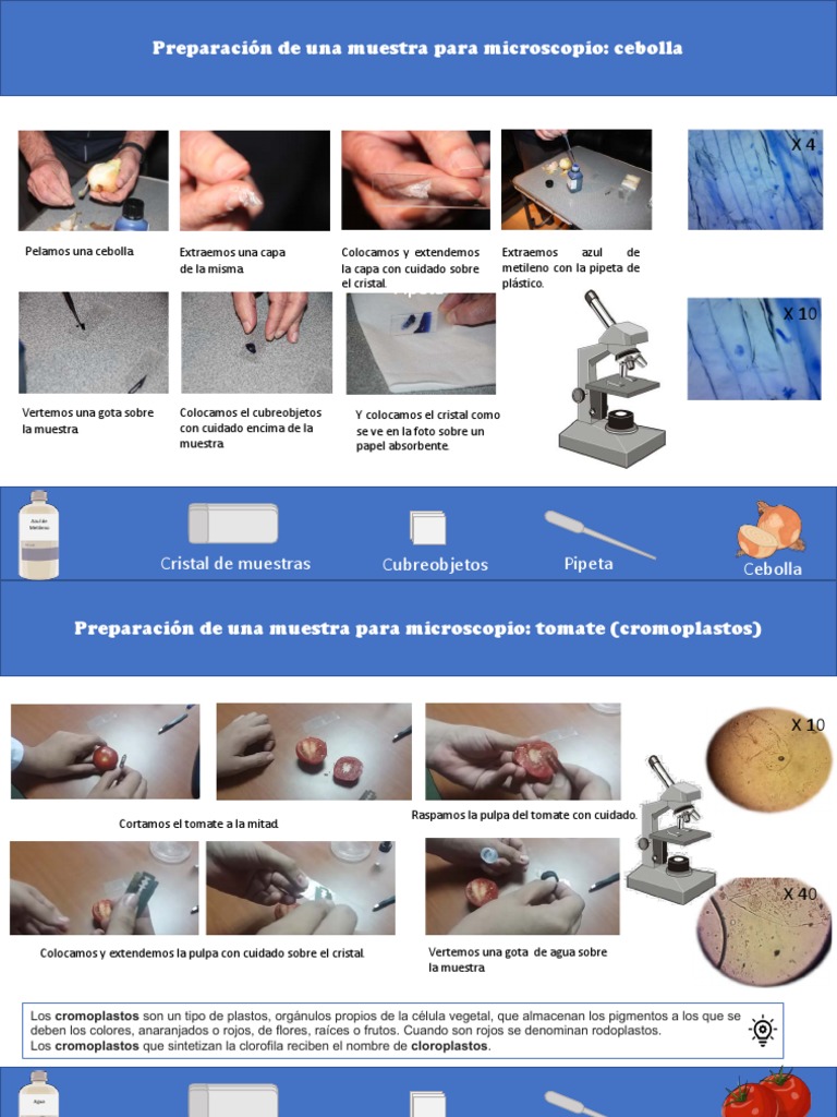 El Microscopio en El Aula | PDF