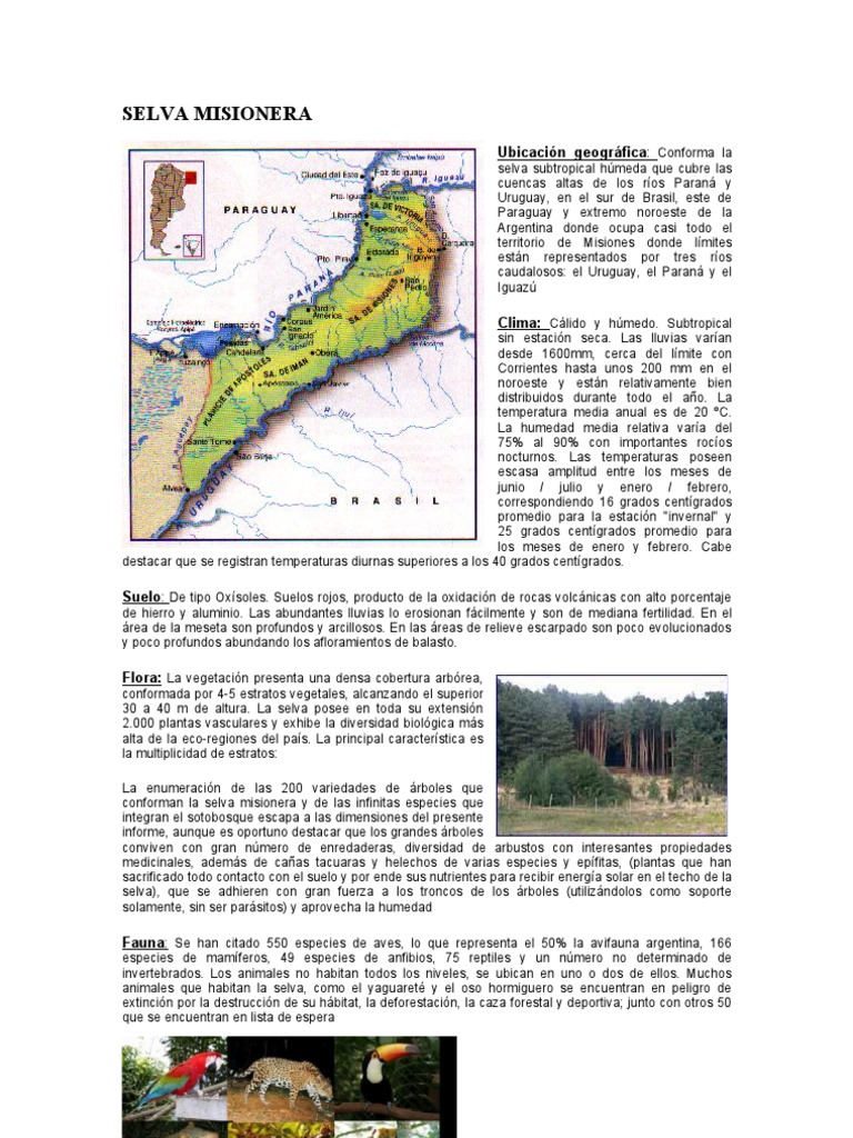 La selva misionera: Un ecosistema único con gran riqueza de flora y ...