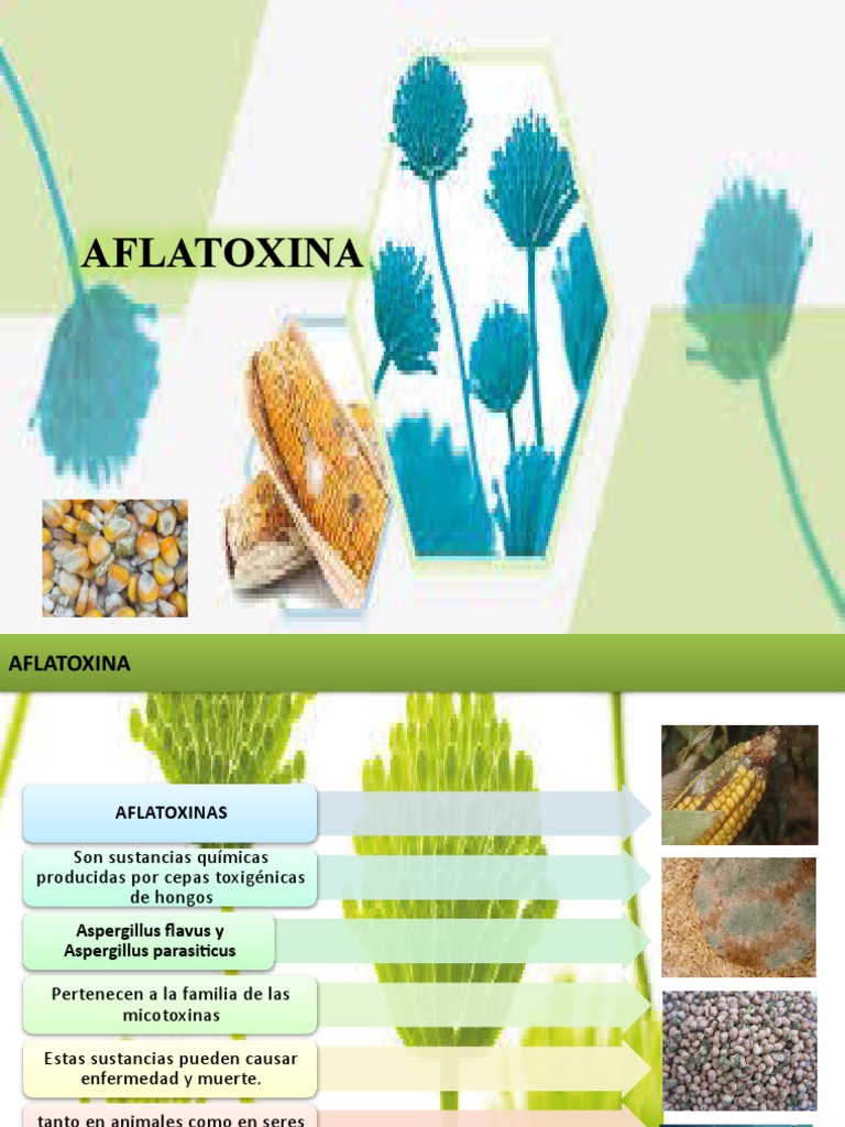 Diapositivas Aflatoxina | PDF