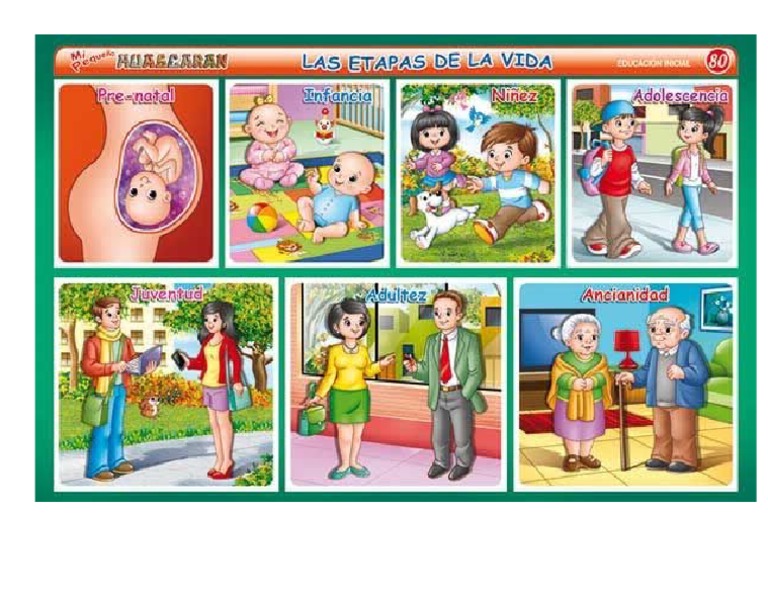 Etapas Del Ser Humano en Imagen | PDF