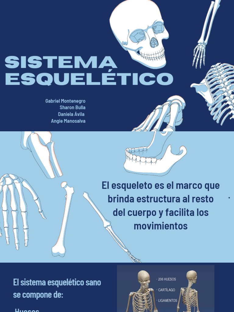 Anatomia | PDF | Hueso | Esqueleto
