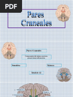 Cuadro Comparativo de Los 12 Pares Craneales | PDF | Sistema nervioso | Neurociencia