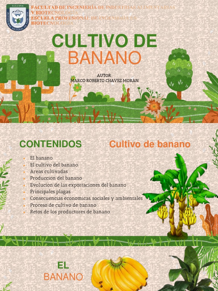 Proceso y Cultivo del Banano en Perú | PDF | Plátano | Agricultura